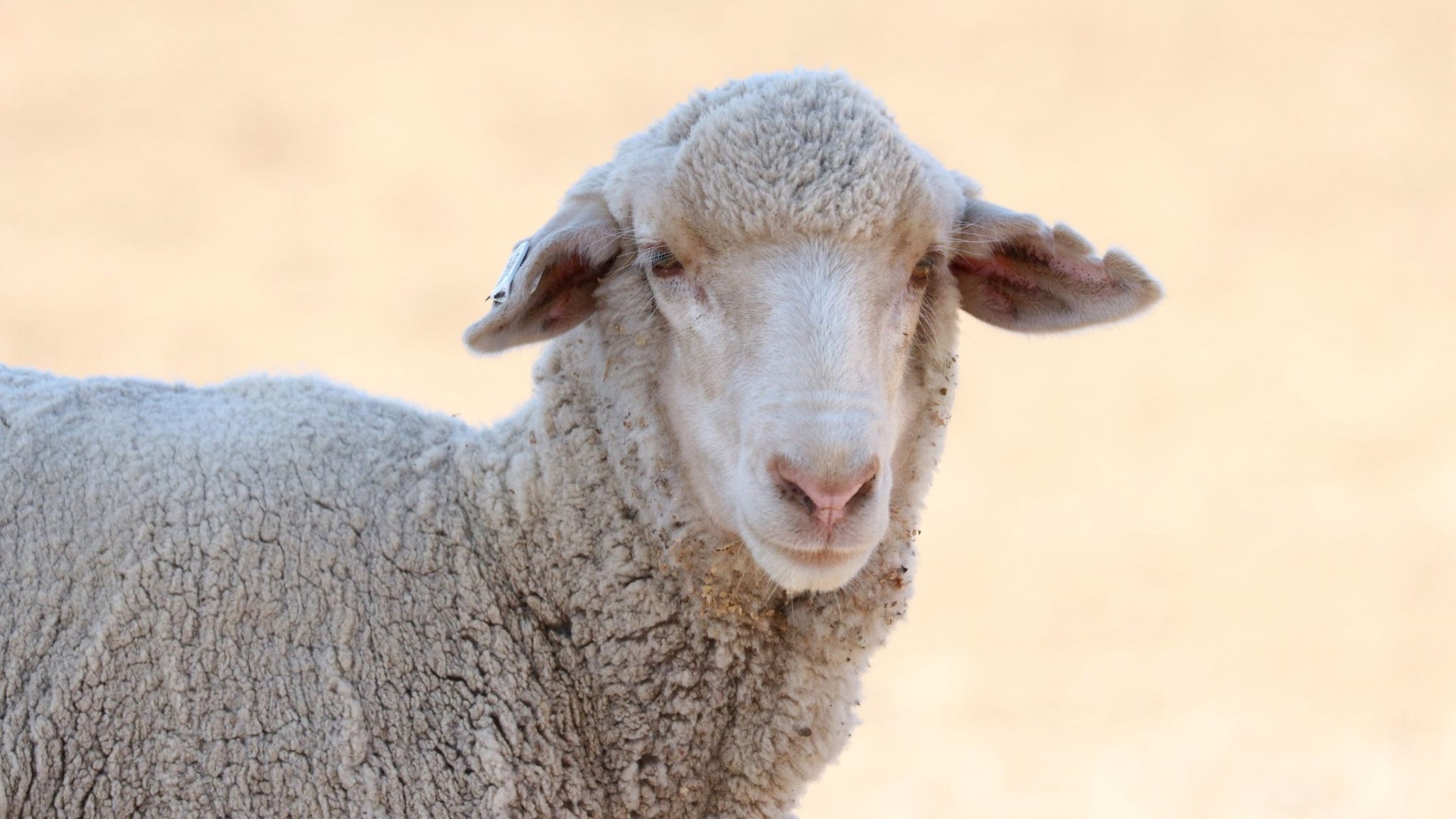 Why Tholi Oil Chose Merino Wool for Its Essential Oils Wearables Colle
